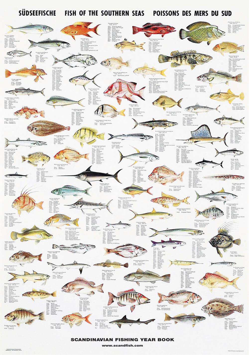 Texas Saltwater Fish Posters